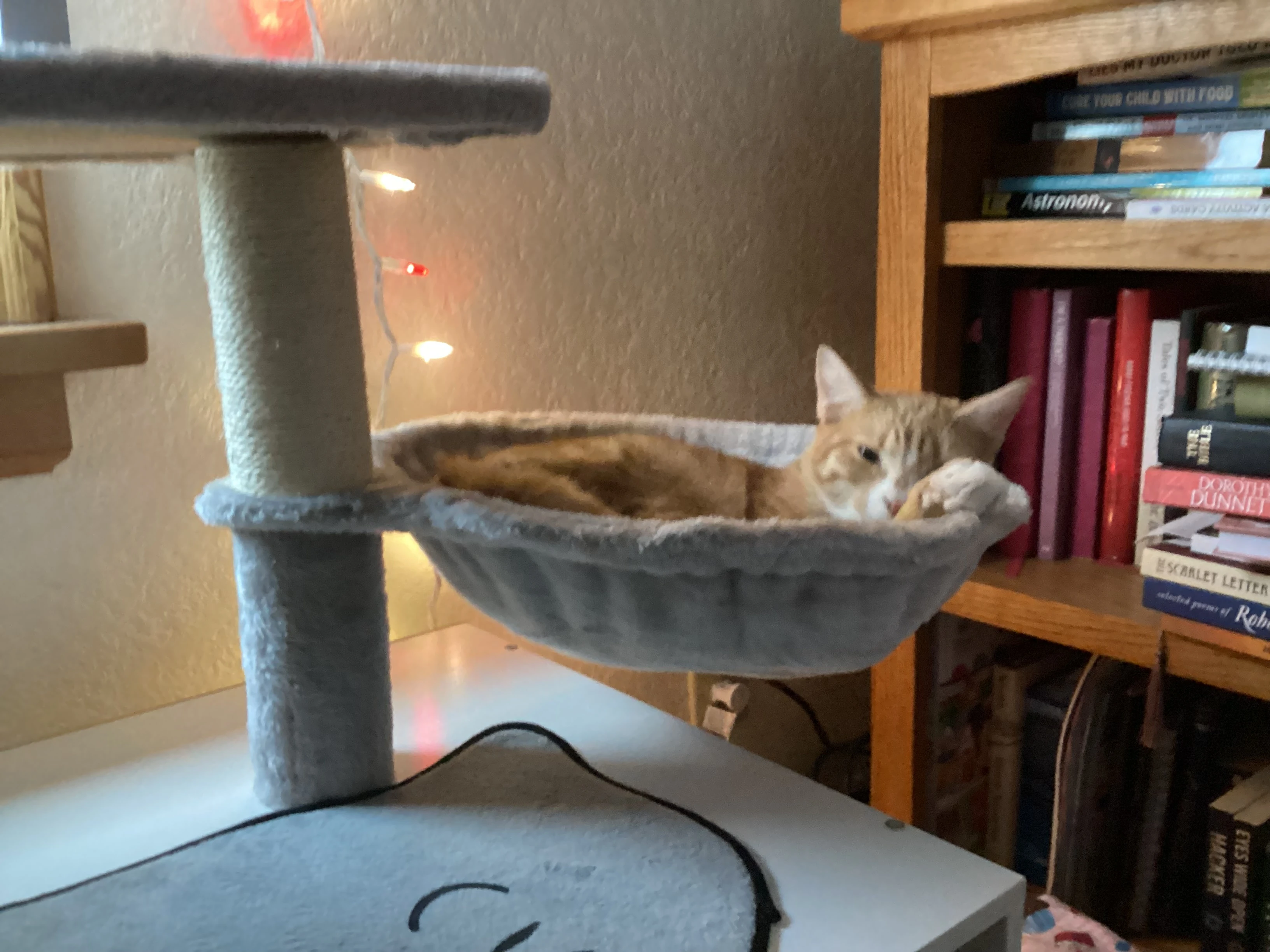 New cat tree | Fandom