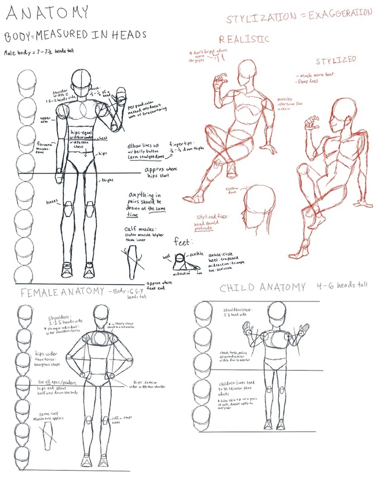 Proportions for reference | Fandom
