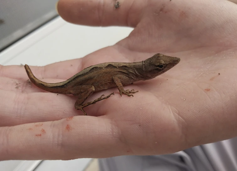 s'more anole photography | Fandom