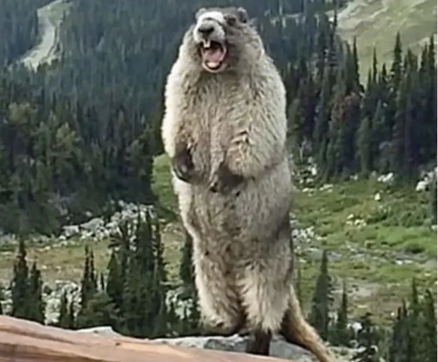 New vehicle: Marmot | Fandom