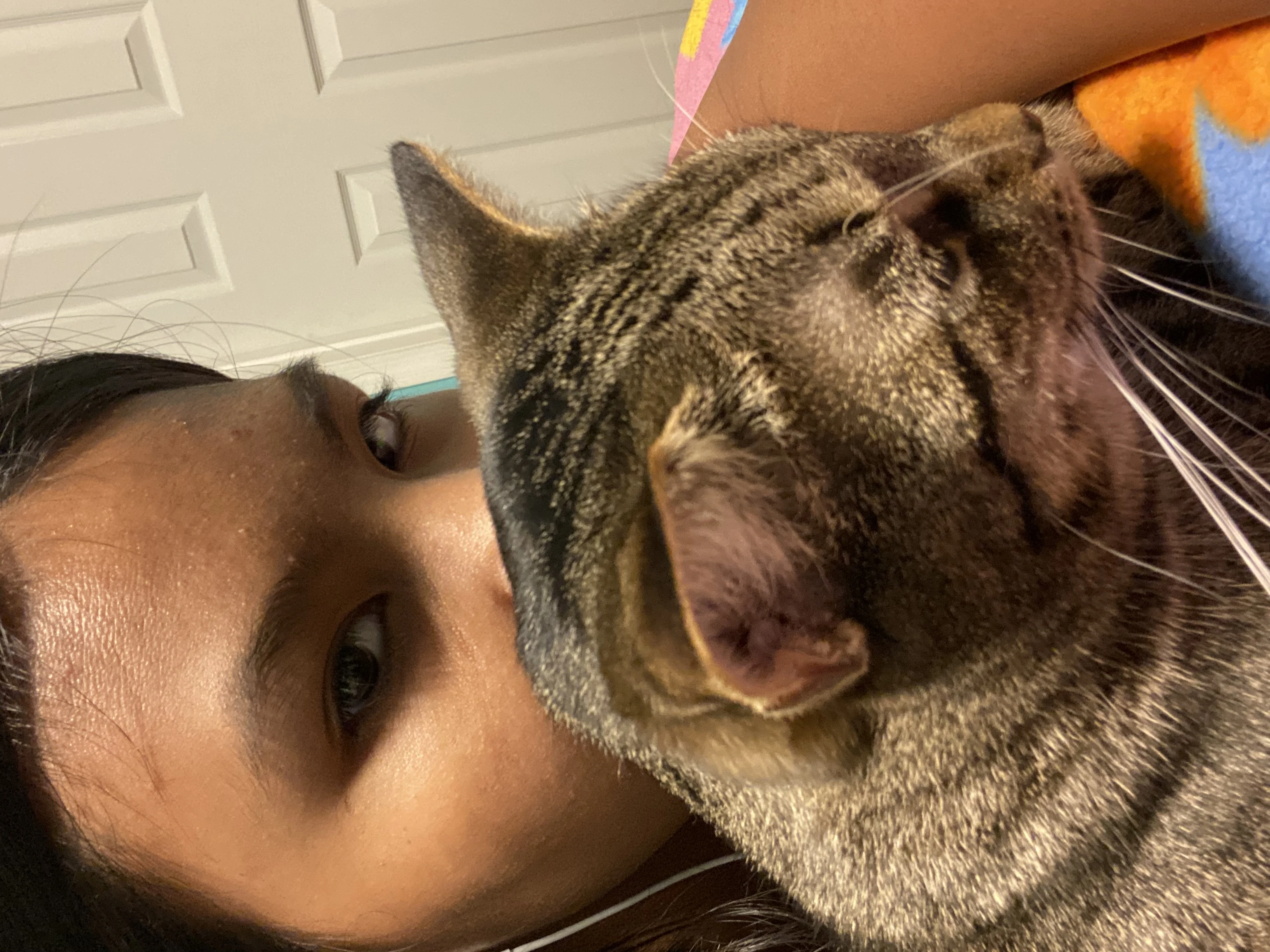 Daily kitty picture :D | Fandom