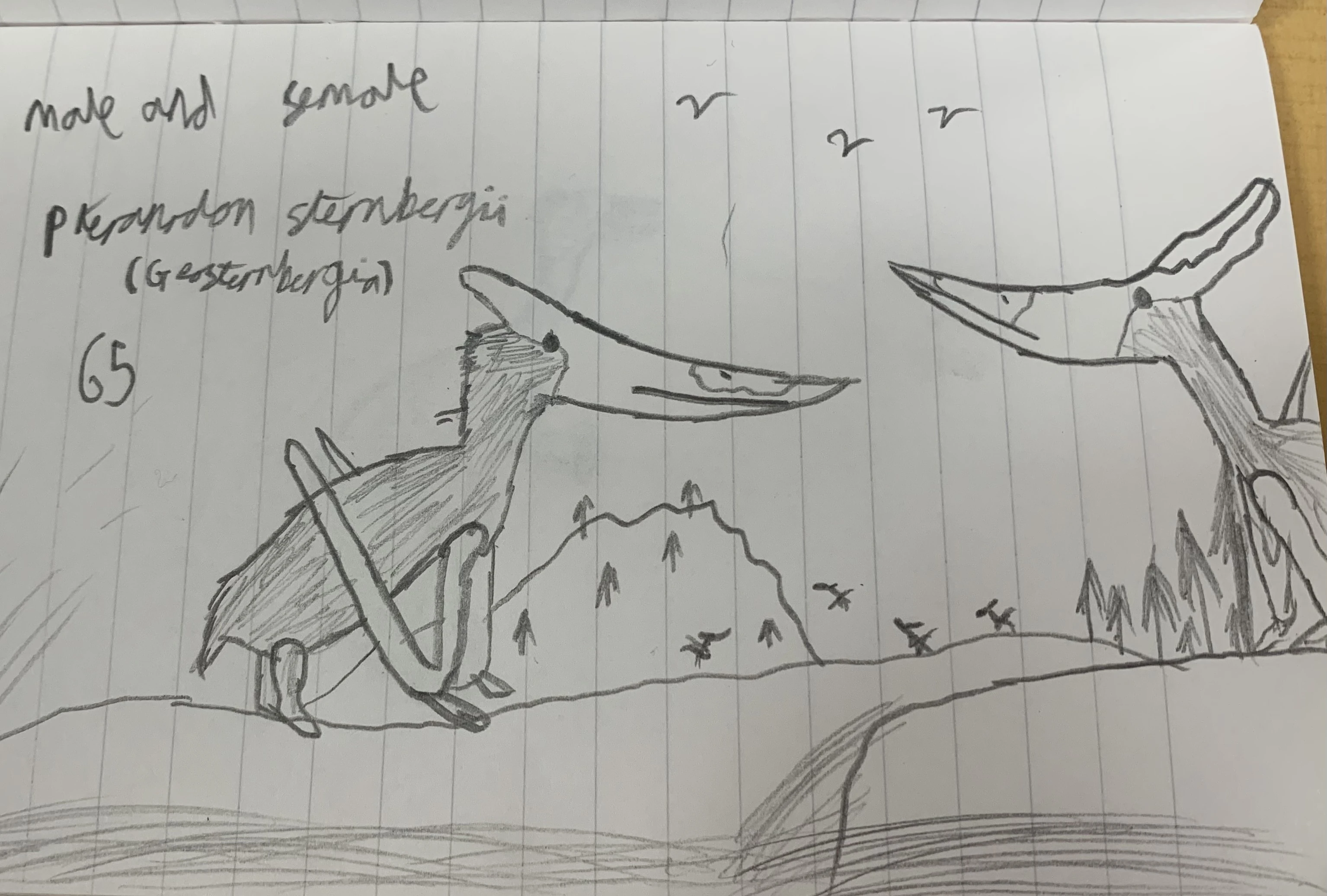 Male and Female Pteranodon sternbergii (Geosternbergia) | Fandom