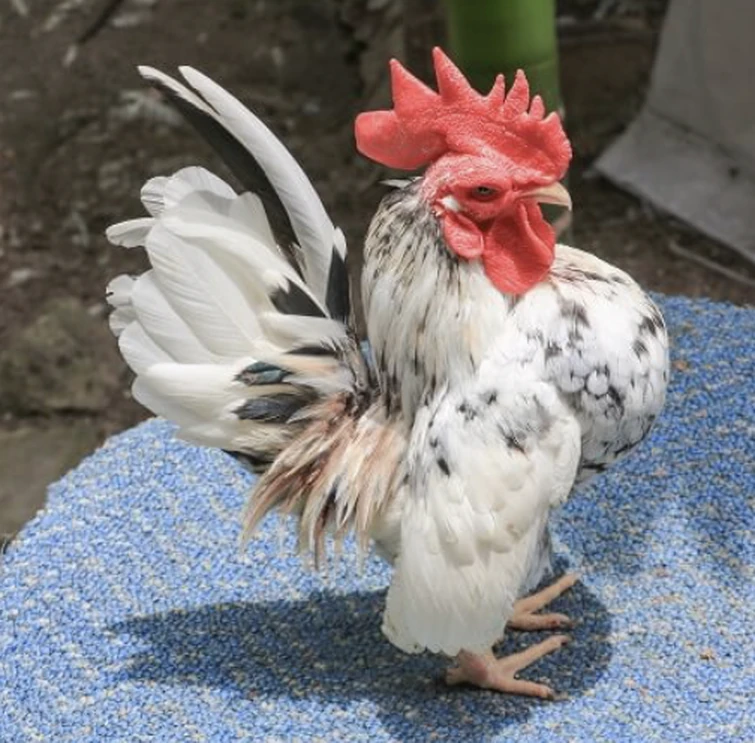 Petition for a Serama creature? | Fandom