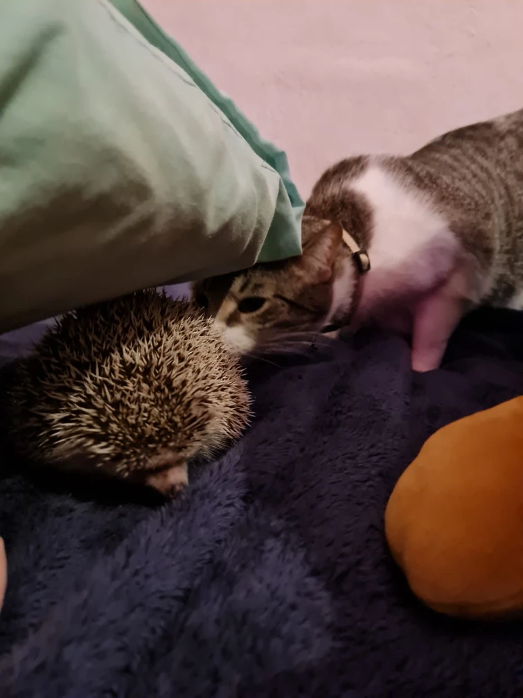 Skrunkly 1 and skrunkly 2 🥺 | Fandom