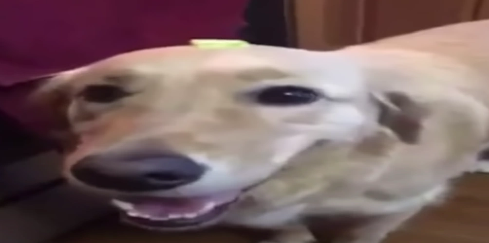 butta dog dog wit da butta onem | Fandom