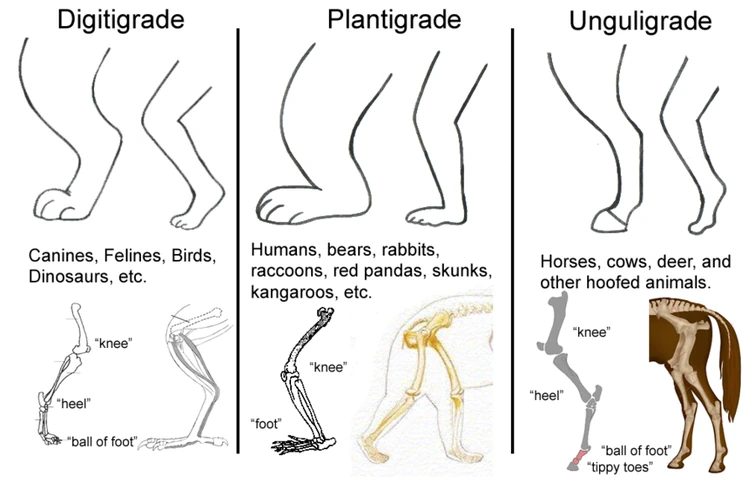 how do you draw animal legs? | Fandom