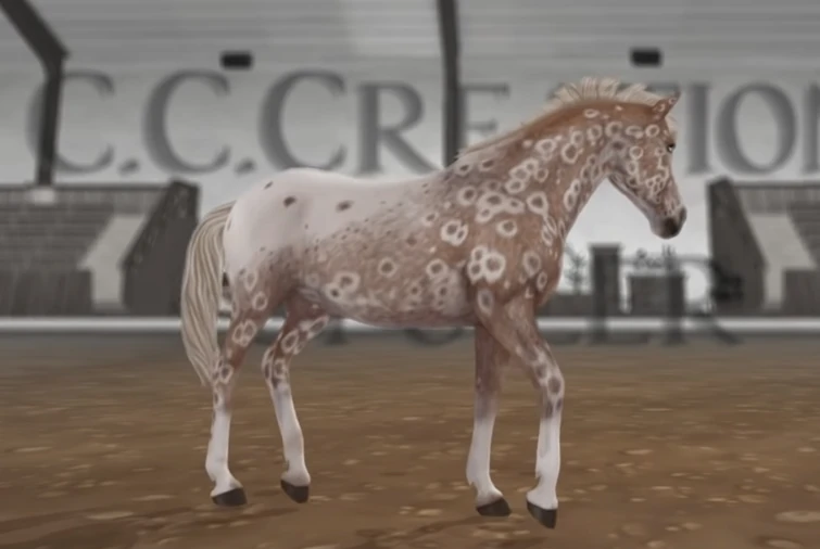 Updated Appaloosa Horse! | Fandom