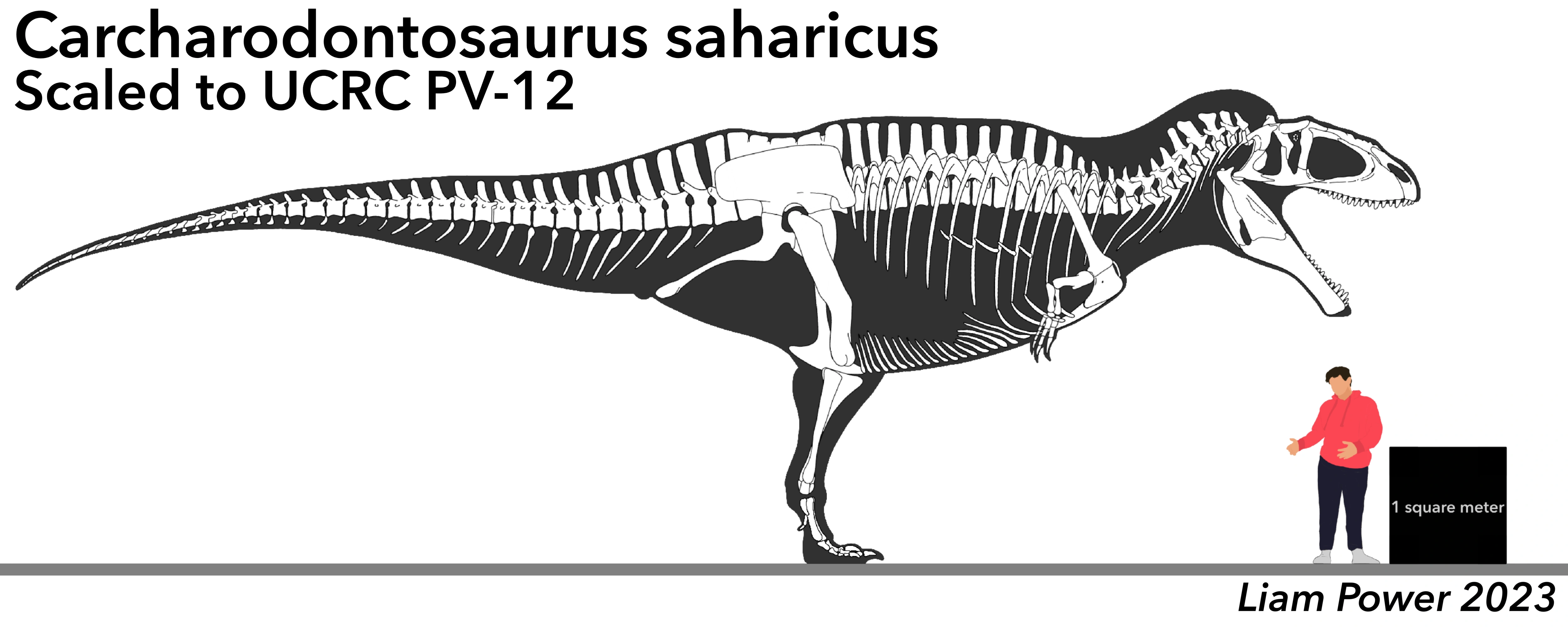 Carcharodontosaurus saharicus skeletal | Fandom