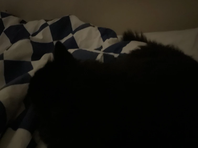 Daily Cat Image #861 | Fandom