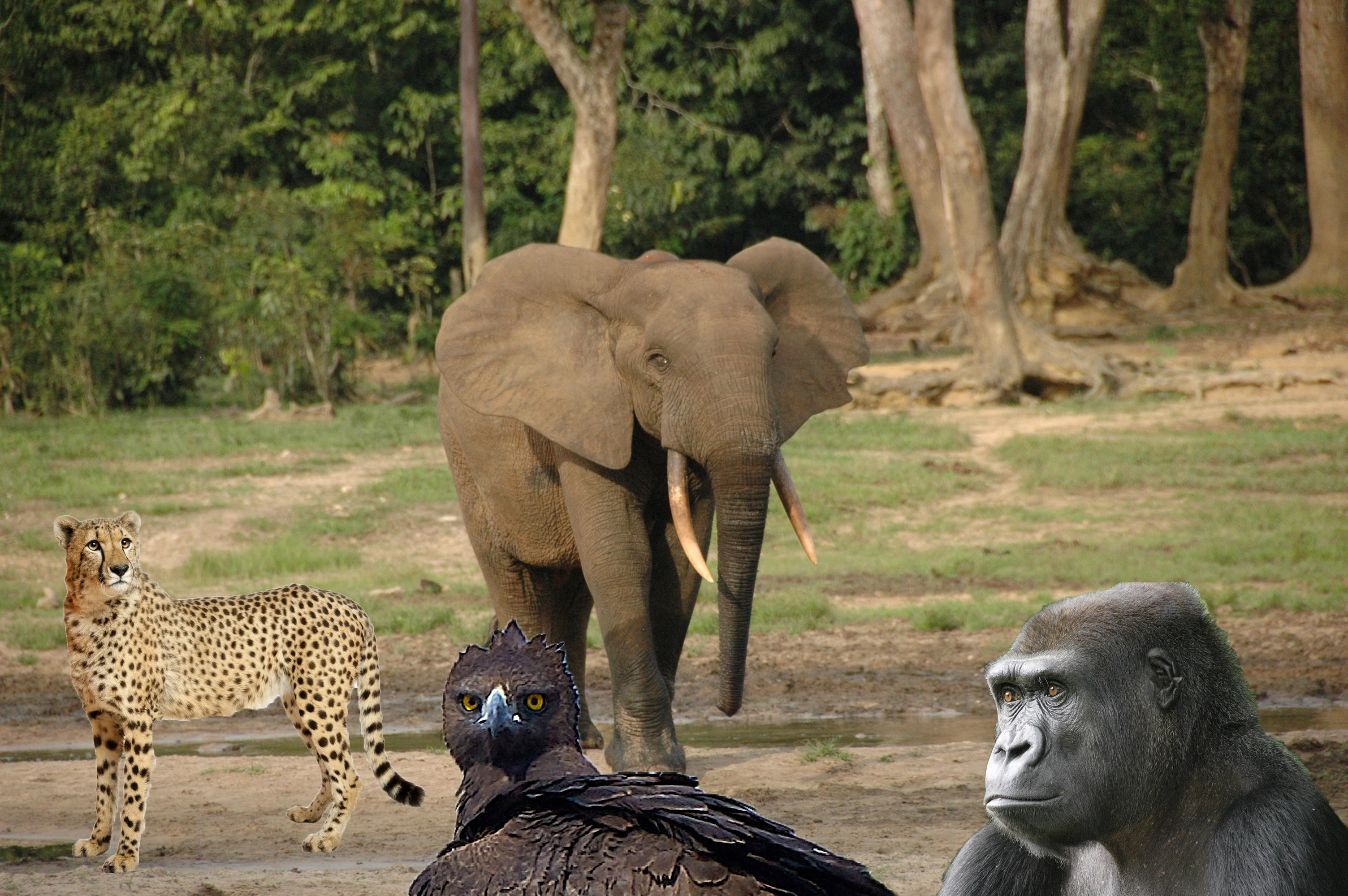 Tarzan Remake Idea | Fandom