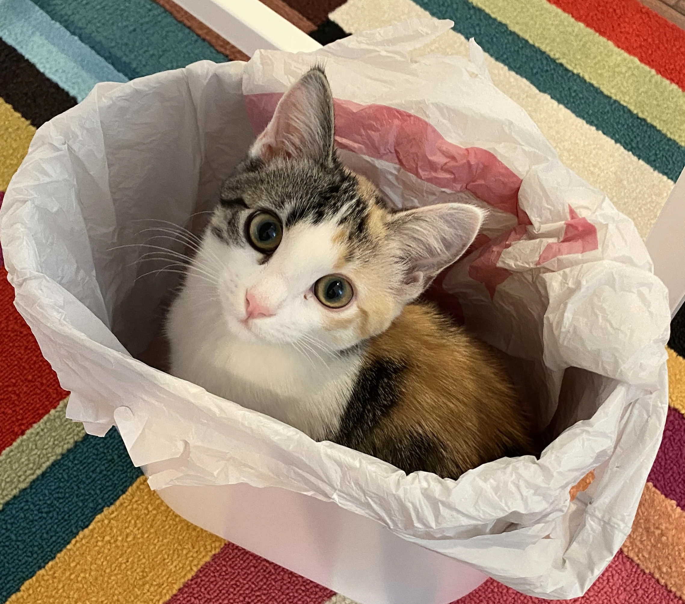 Daily Cat Image #52 | Fandom
