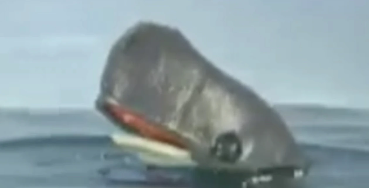 Blame that whale. | Fandom