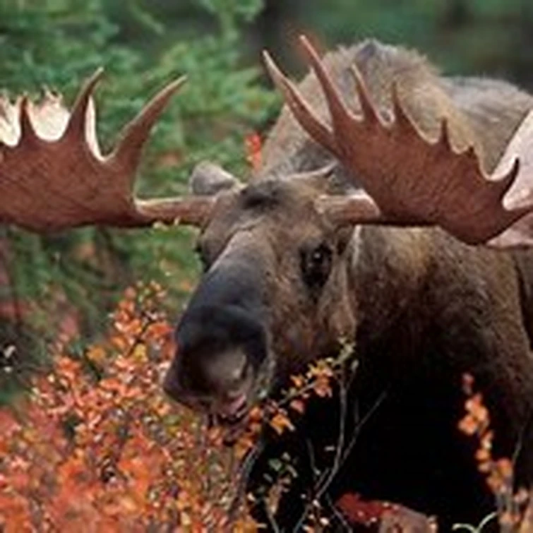Do not Reply to this post or my Profile Picture will be a moose for 1 ...