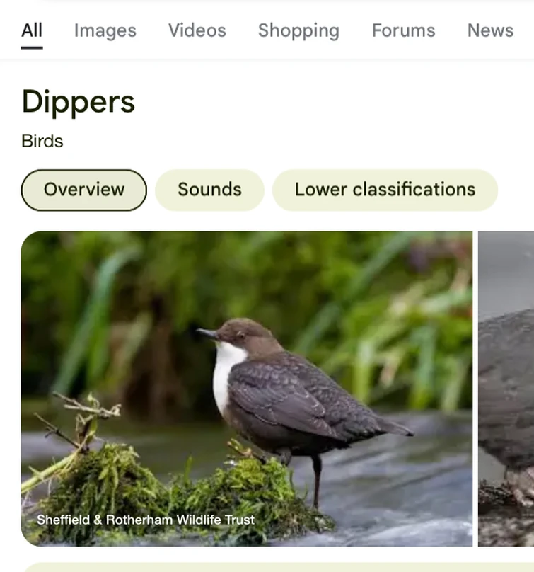 Gravity falls, but.. | Fandom