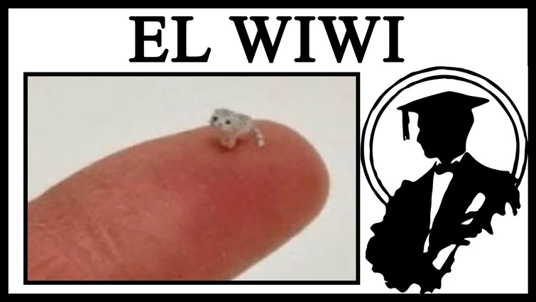 holy shit this is a tiny cat | Fandom