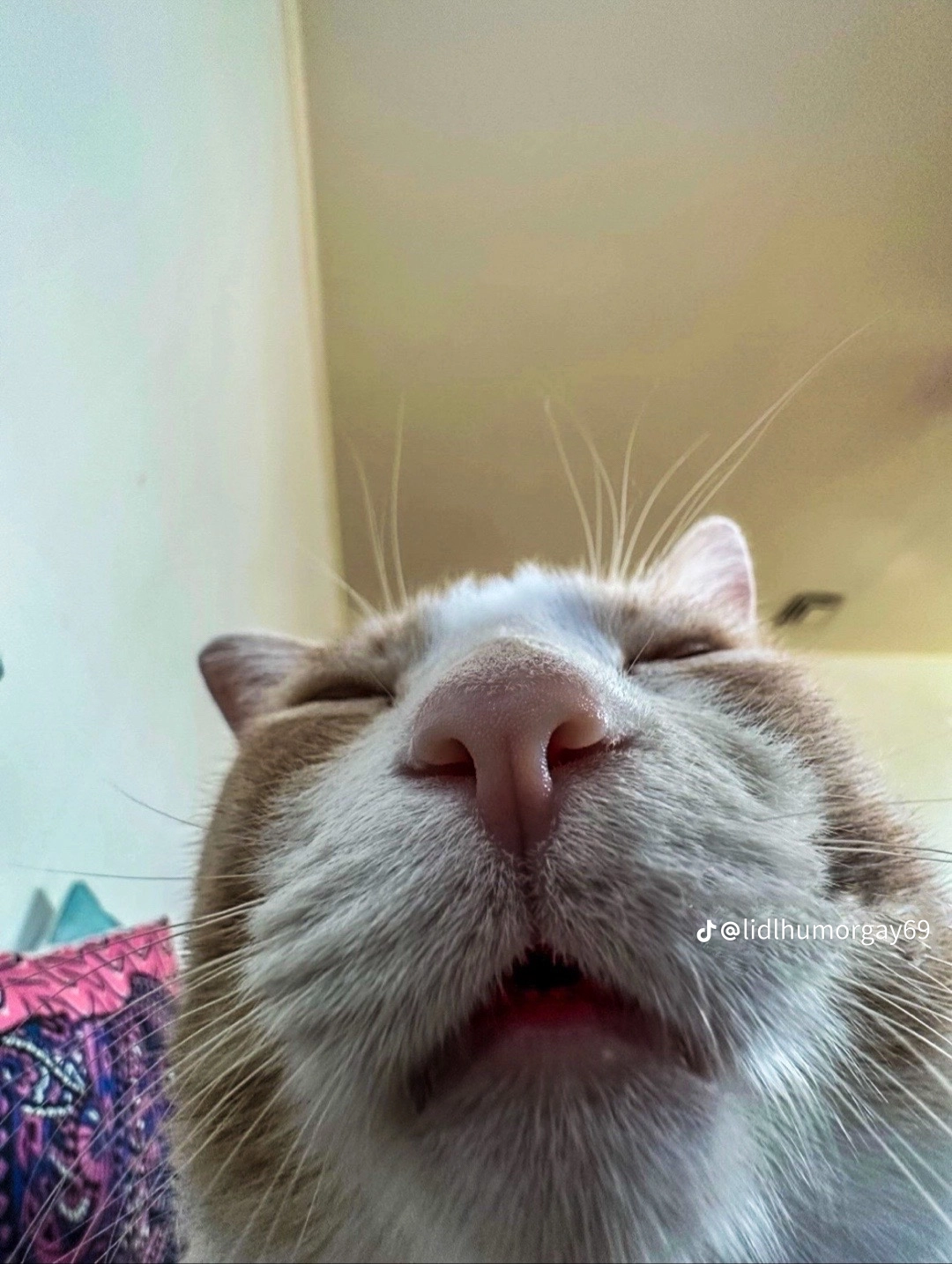 I just hit 20k shells | Fandom