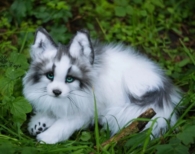 HUSKY CAT | Fandom