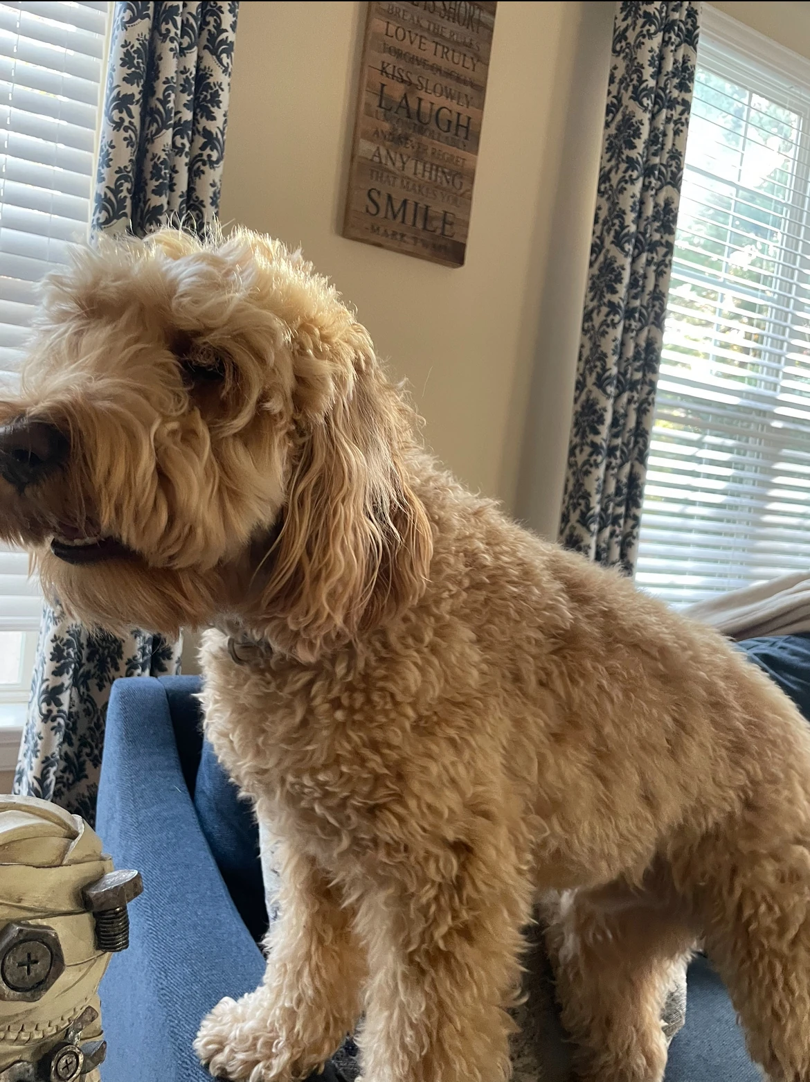My dogs | Fandom
