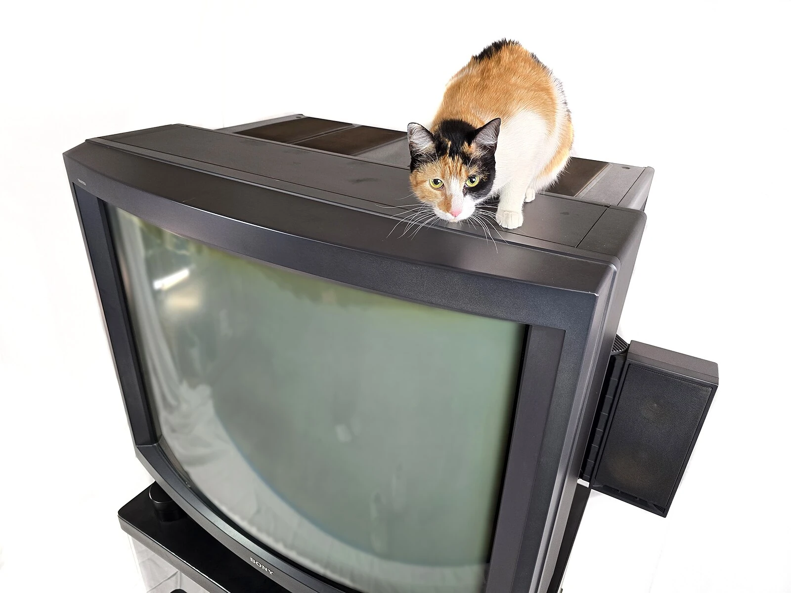 cat on television | Fandom