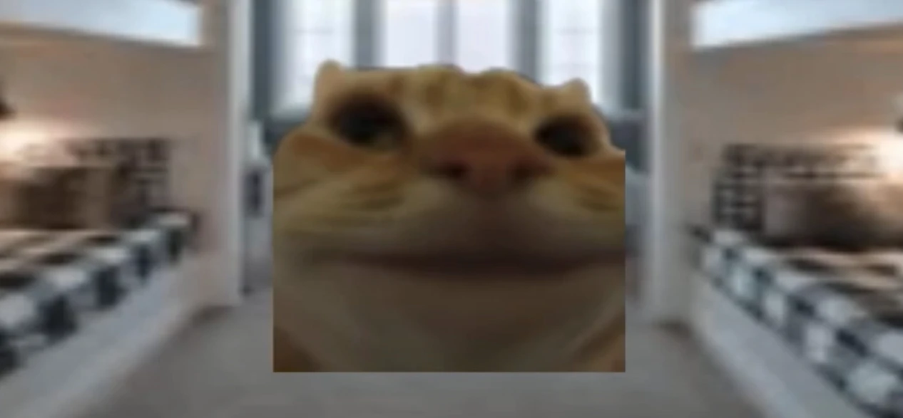 What are your guys opinions on boppity cat | Fandom