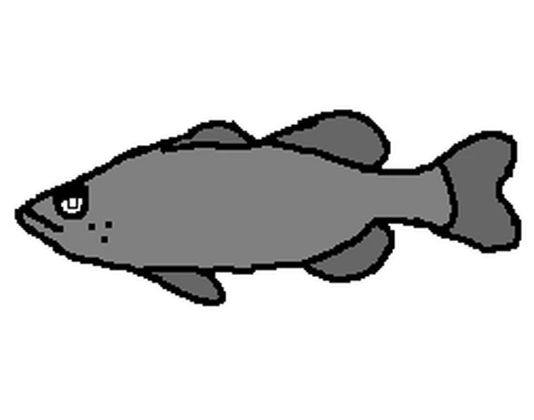 Gray the bass | Fandom