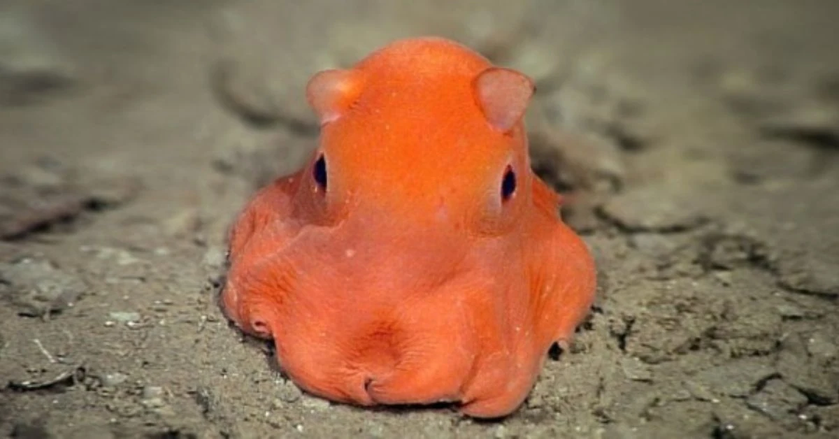 Creature Feature: Flapjack Octopus | Fandom