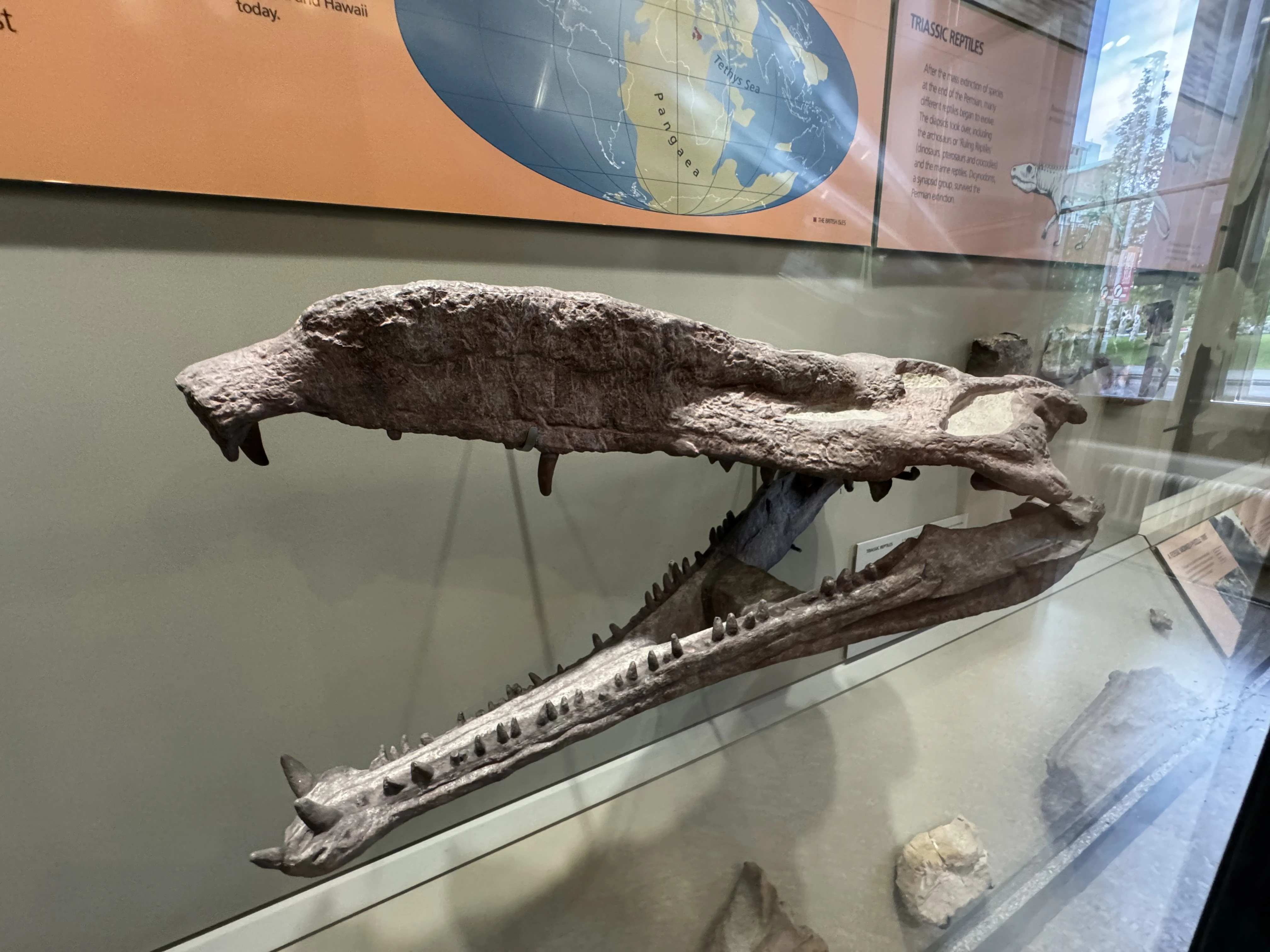 What are y’all’s opinions on Phytosaurs? | Fandom