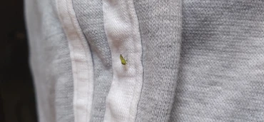 Discuss Everything About Creatures of Sonaria Wiki | Fandom