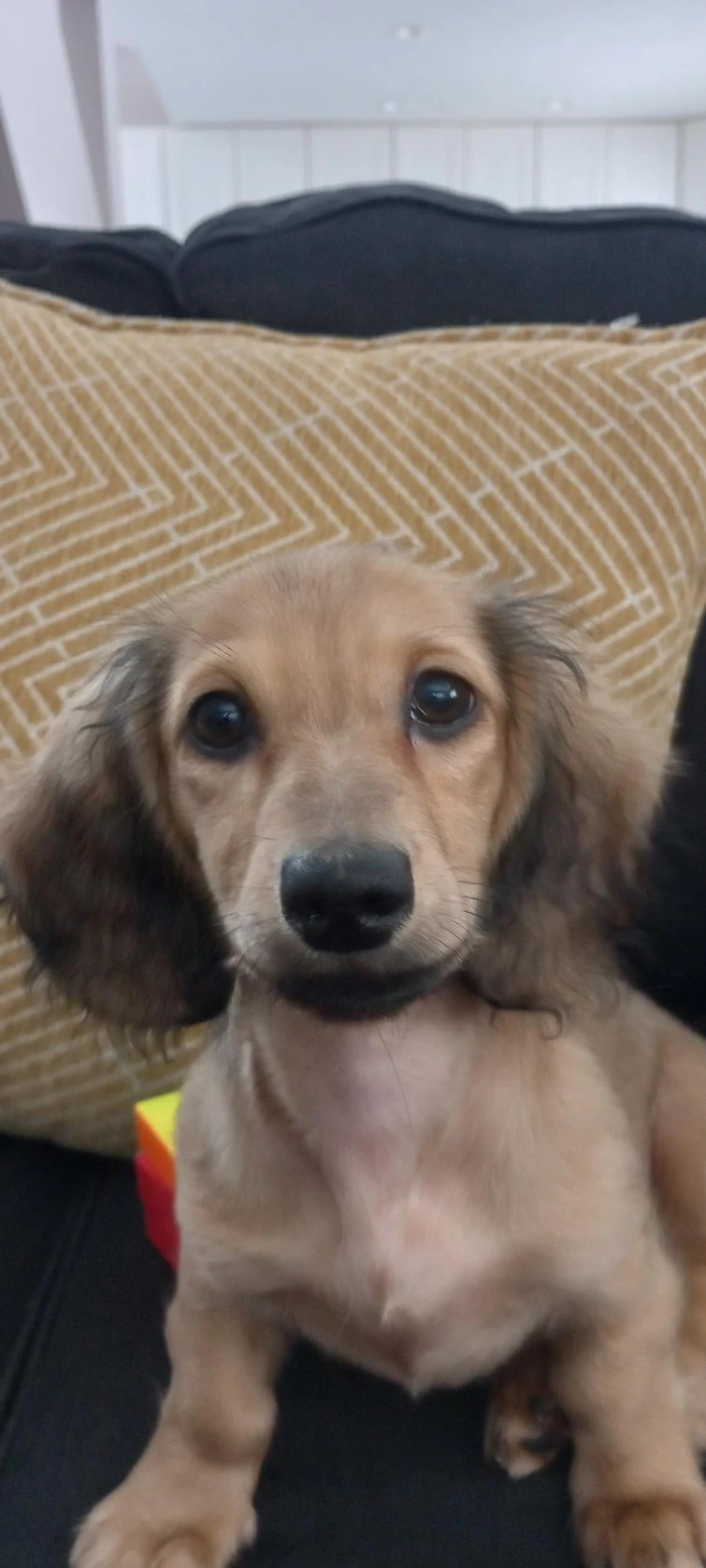 What's your favorite dog in RDR2 | Fandom