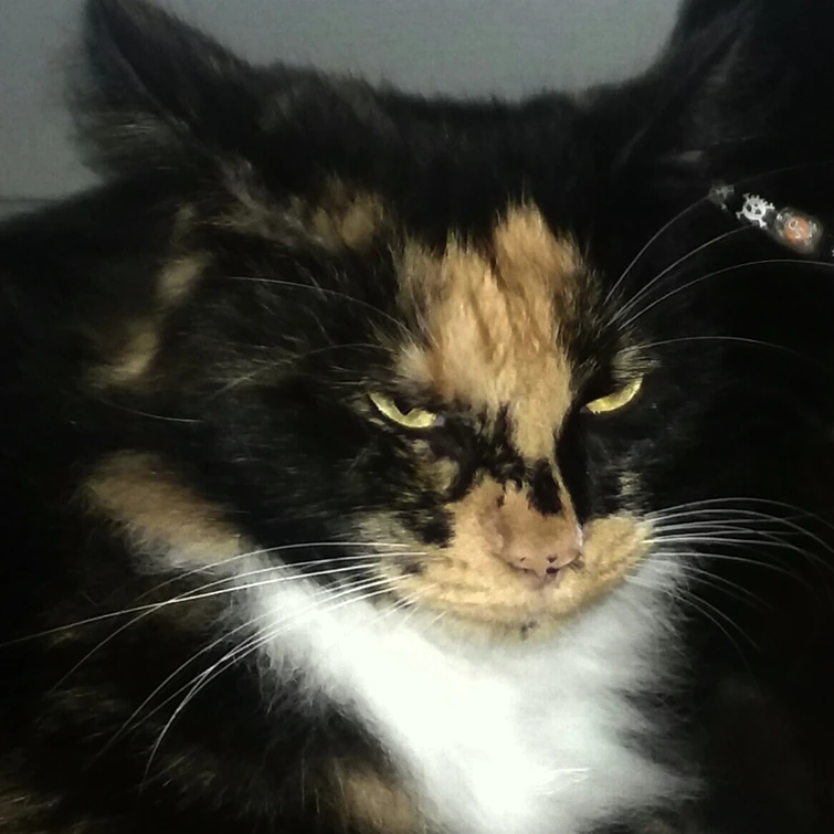 When will FNAF Plus will be Released? | Fandom