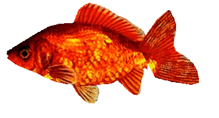This should the animation of the Goldfish nextbot. | Fandom