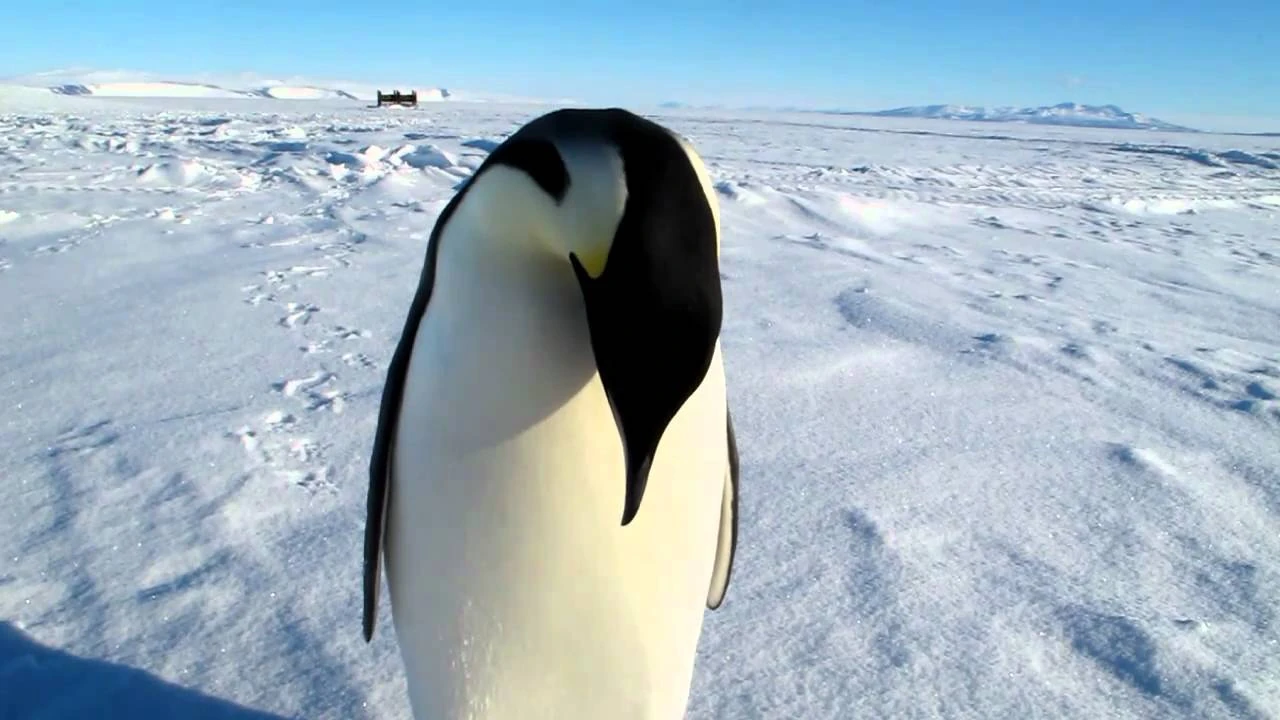 Video of the original penguin call. | Fandom