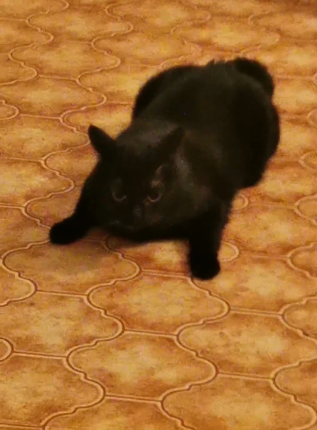 LF NYTOLTALUS GLOWTAIL | Fandom