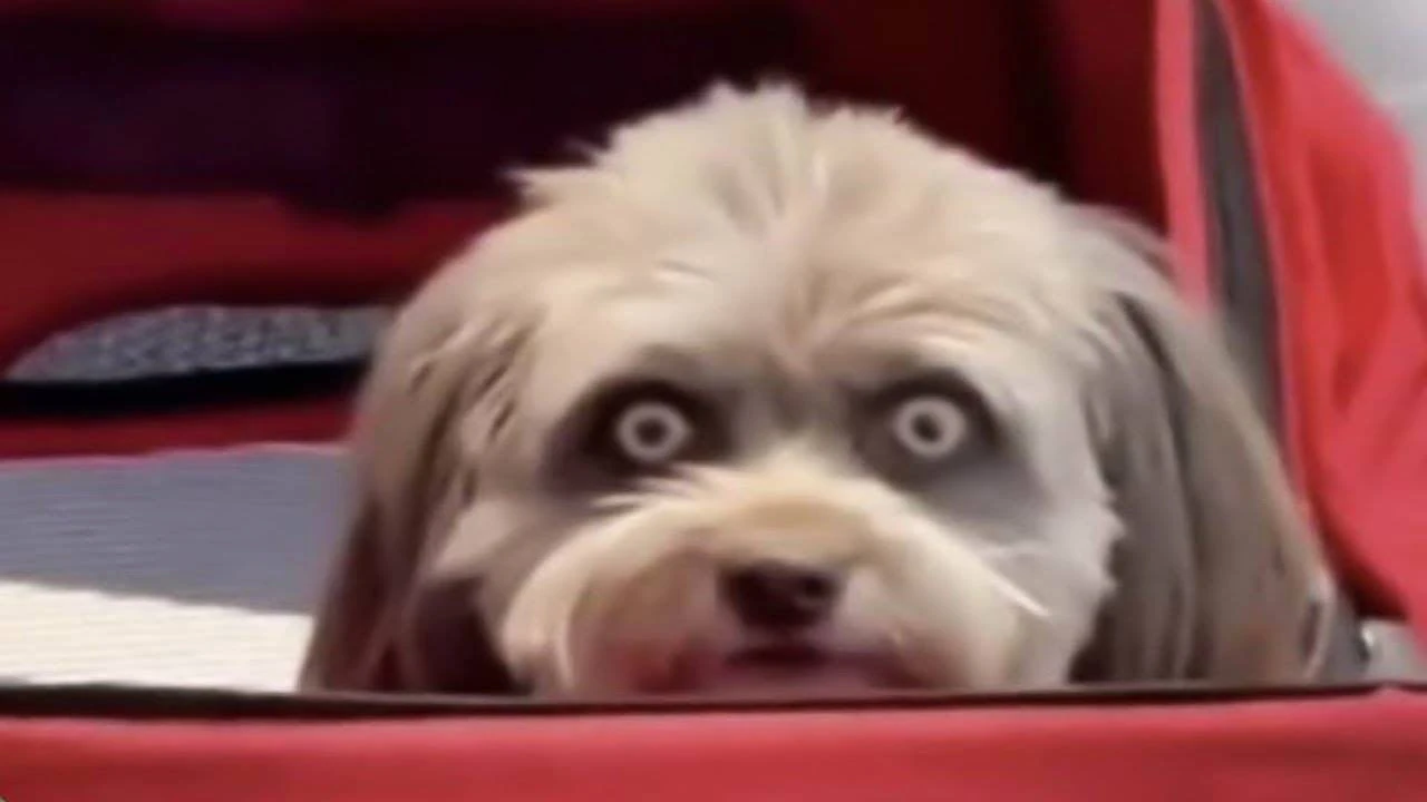 Woo BEAR* Animated Series Update | Fandom