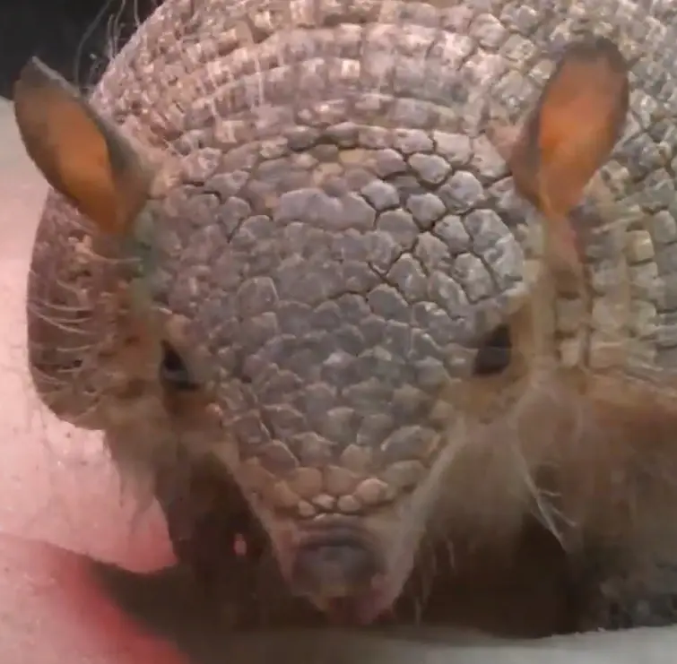 Who’s better? | Fandom