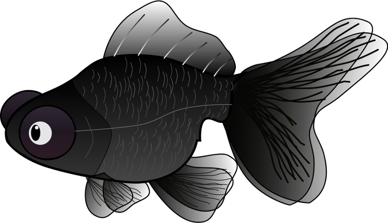 More fish crap because I can: black moor goldfish | Fandom