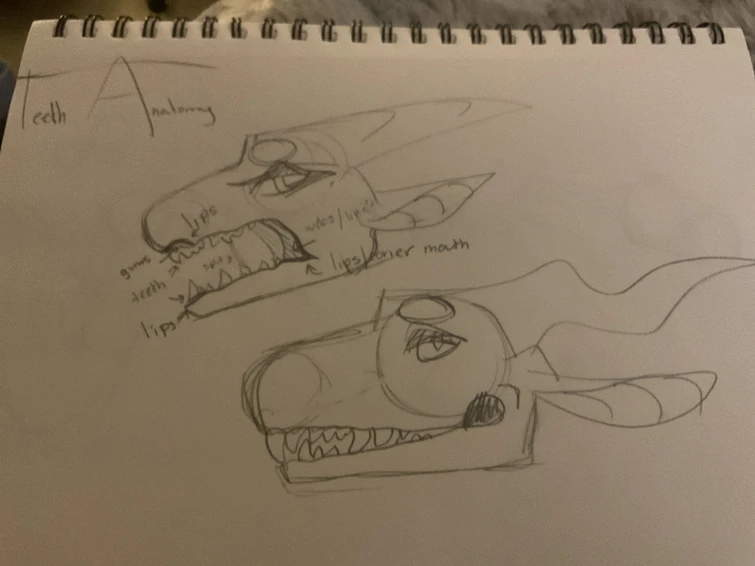 grrr posing , headshot pose and teeth anatomy practice | Fandom