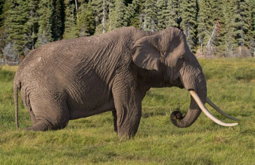 T.rex vs Palaeoloxodon Namadicus essay! | Fandom