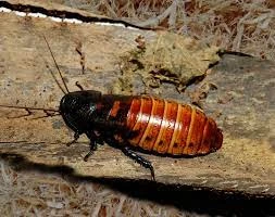 Madagascar hissing cockroach | Fandom
