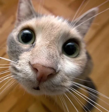 Discuss Everything About Glagglepedia Wiki | Fandom