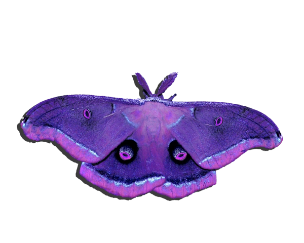 HAS ANYONE SEEN PURPLE MOTHS?1!?1!1 | Fandom