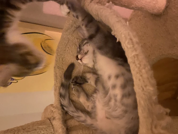 My irl pets | Fandom