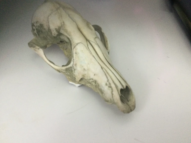 Yo i offer my red tail fox skull for hamsters skull | Fandom