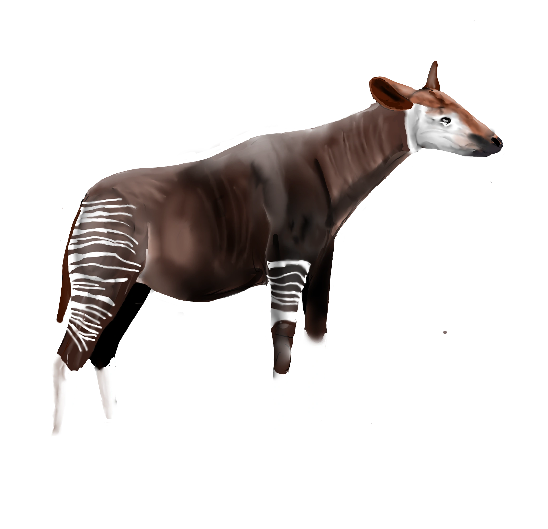 okapi, come see this art! (upvotes appreciated!) | Fandom