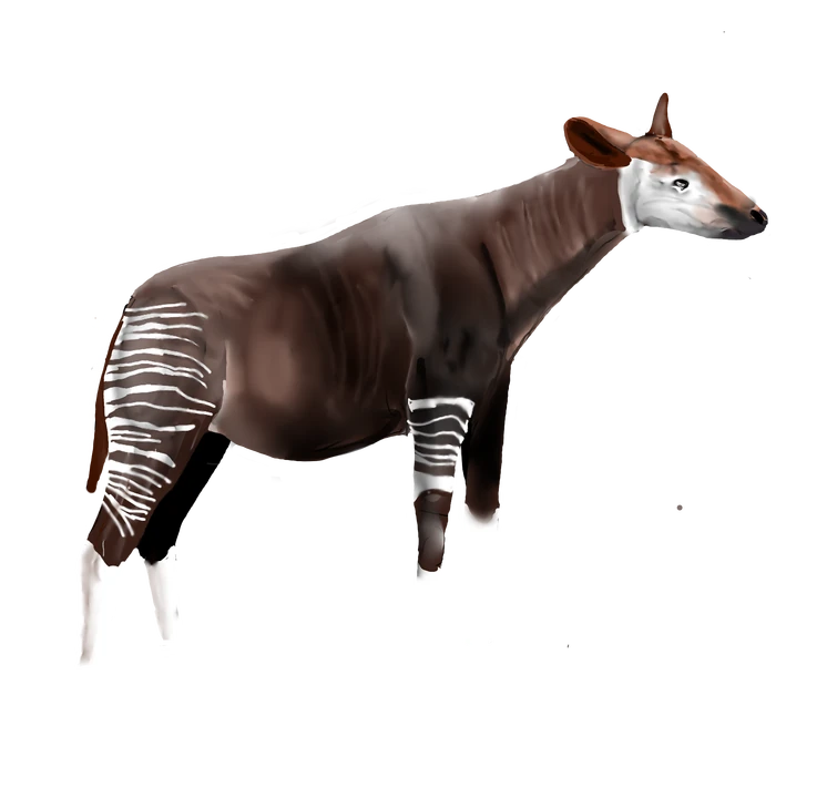 okapi, come see this art! (upvotes appreciated!) | Fandom