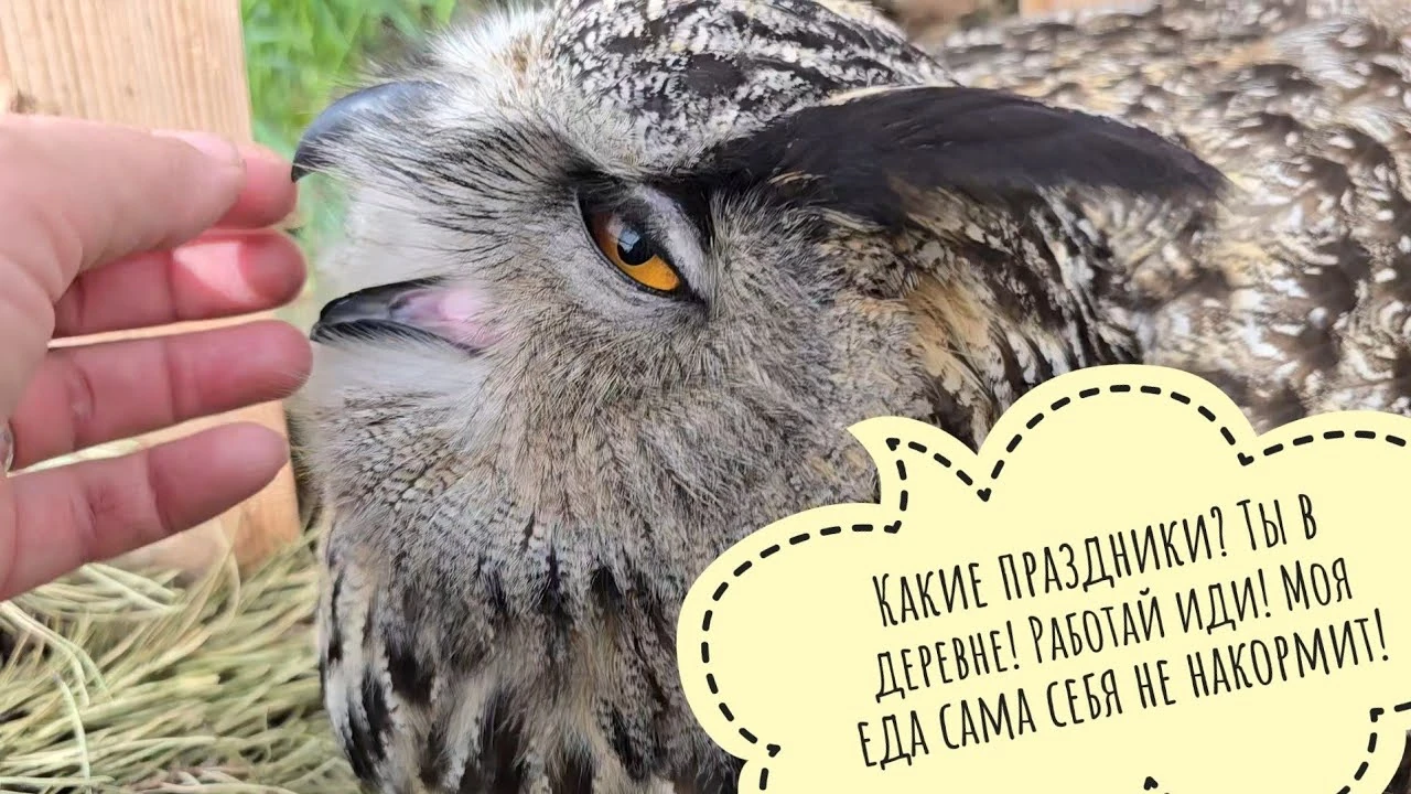 Happy Hatchday to Yoll | Fandom