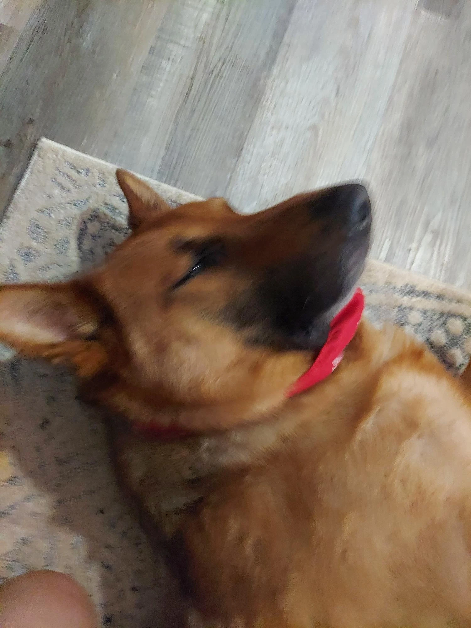 Did you guys miss meeeeee???? | Fandom