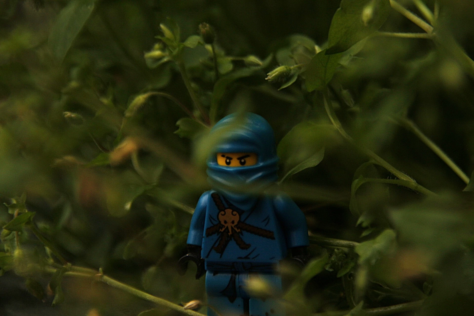Posting a Lego photo (almost) everyday | Fandom