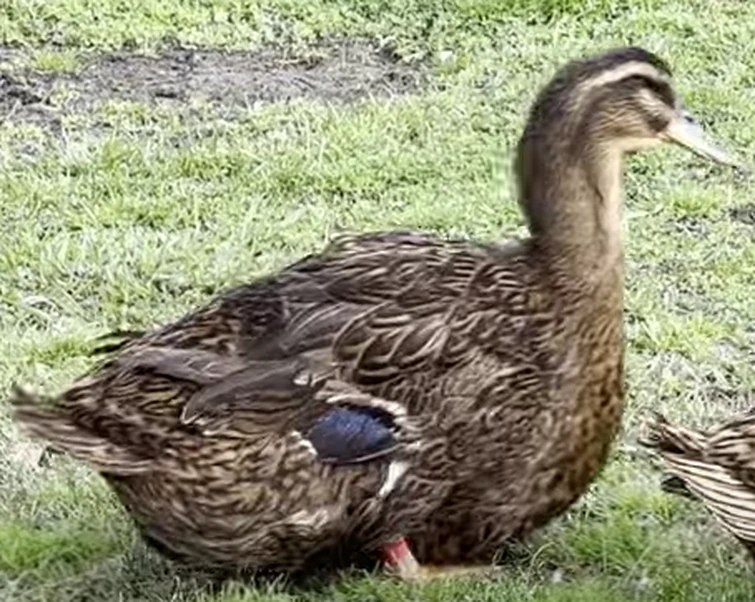 chubby duck | Fandom