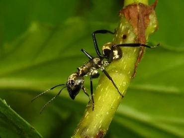 Gohan's study: Who wins in a fight? | Fandom